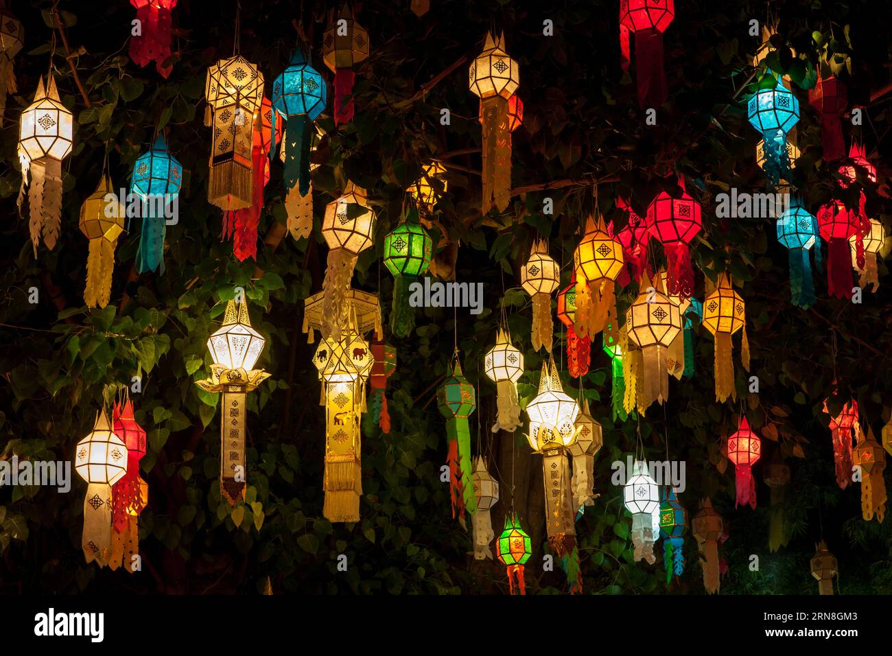 Colourful lantern light on sacred Bodhi tree during Thai lantern ...