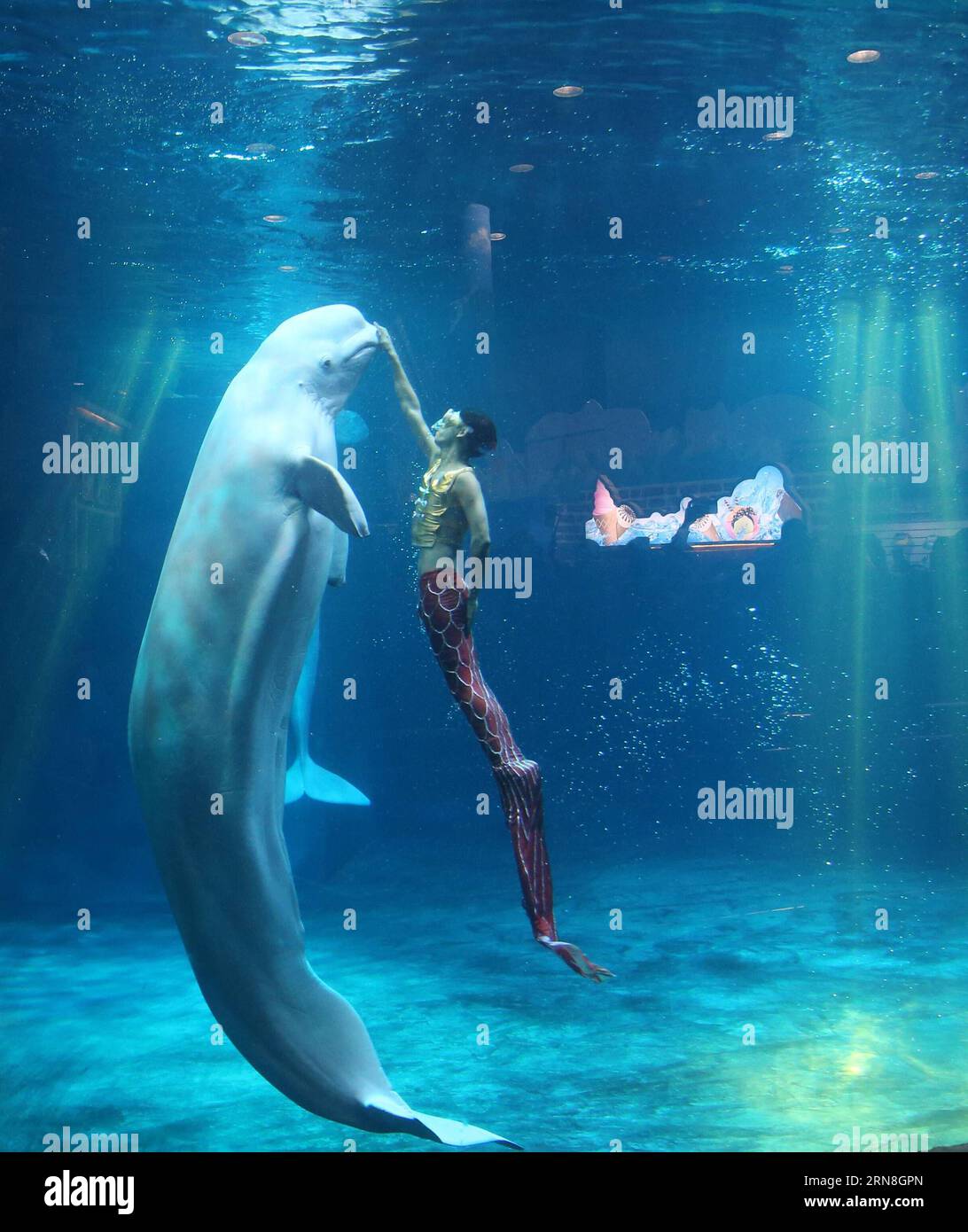 A diver dressed as a mermaid interacts with a beluga whale in a tank in ...