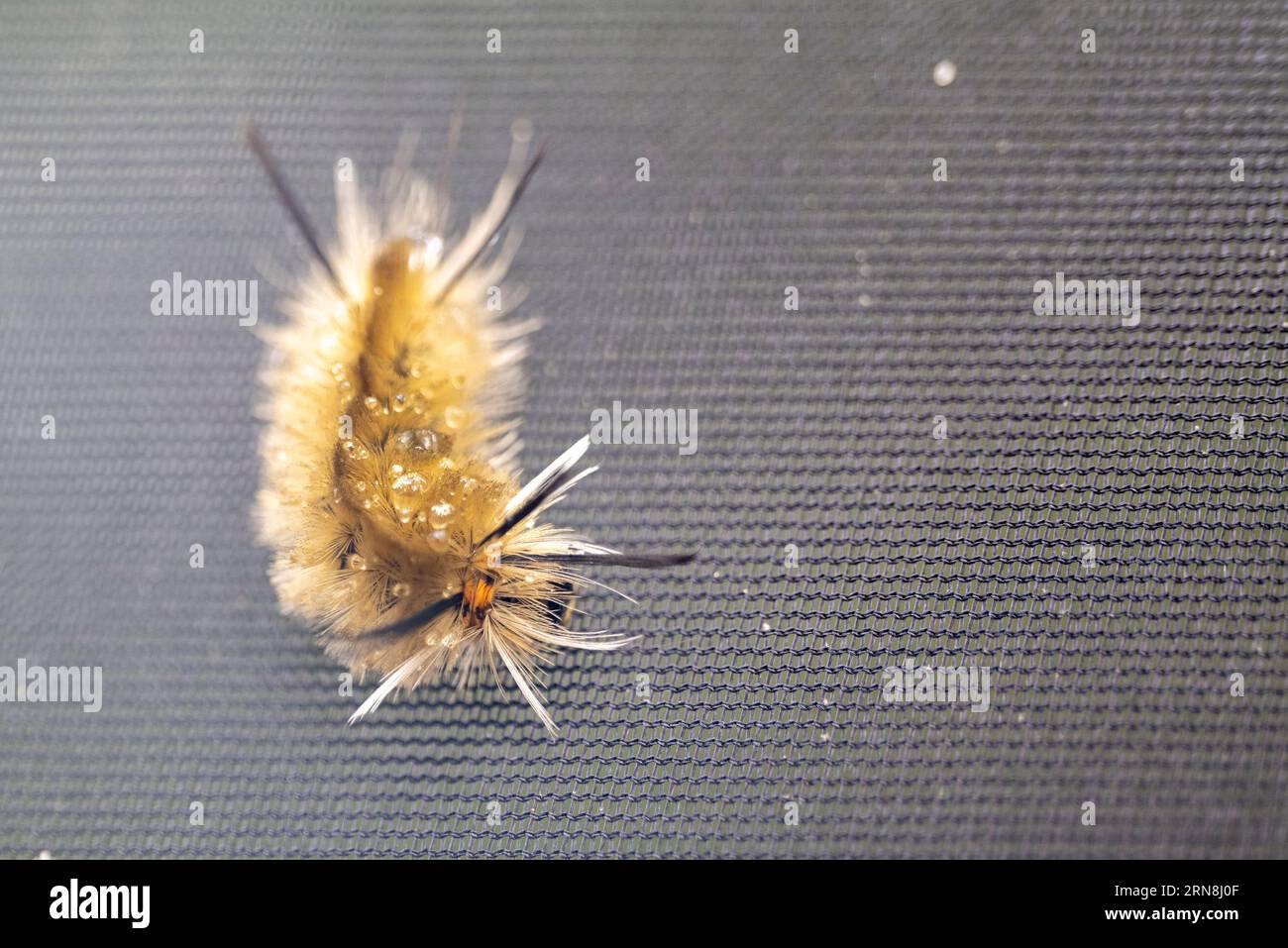 Banded Tussock Moth Caterpillar on Screen Door Halysidota tessellaris ...