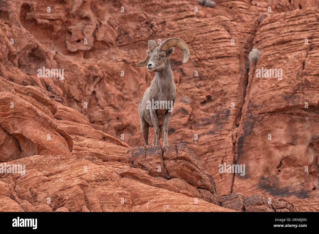 ; Desert Bighorn Sheep; Nevada Stock Photo - Alamy
