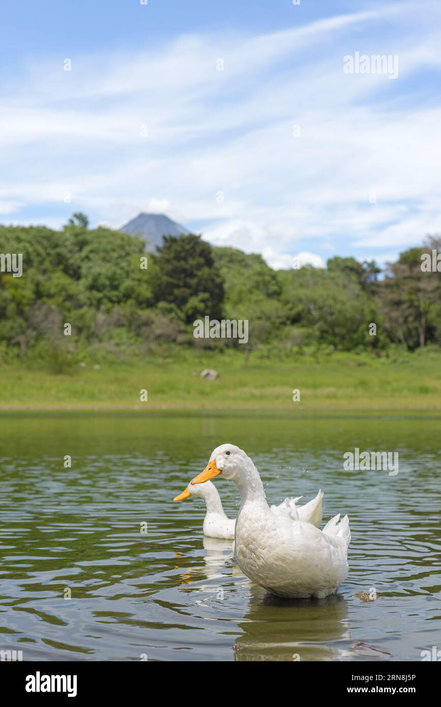 Mexican Duck Duck Goose
