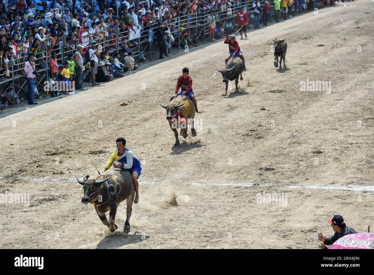 (151026) -- CHONBURI, Oct. 26, 2015 -- Buffalo-riding contestants ...