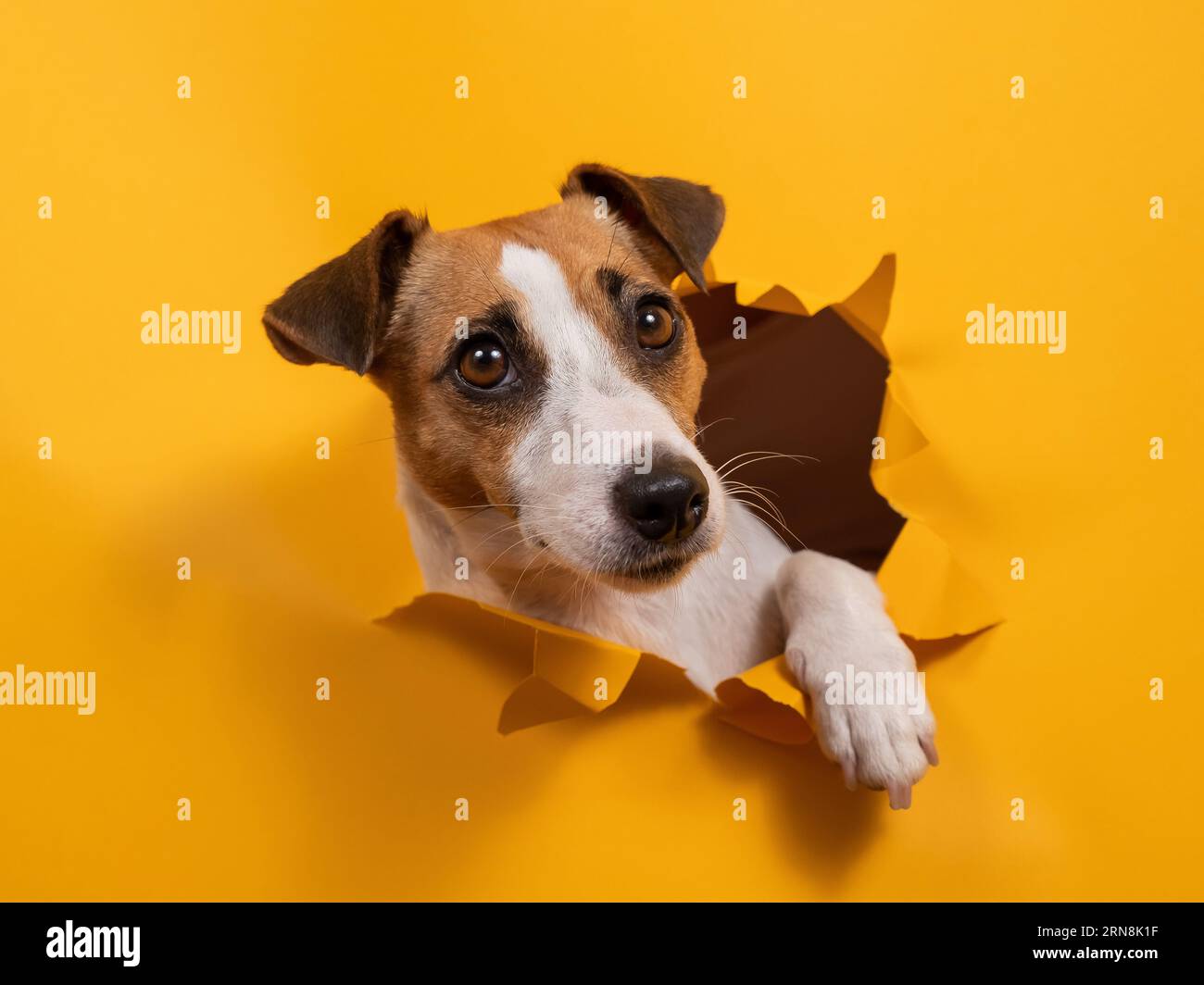 Funny jack russell terrier comes out of a paper orange background ...
