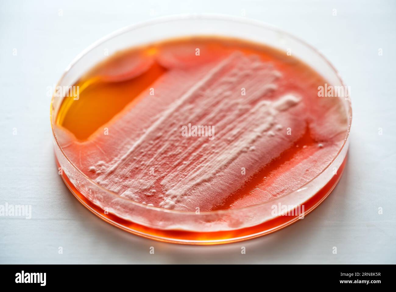 cultivation of mushroom mycelium for the industrial production of food ...