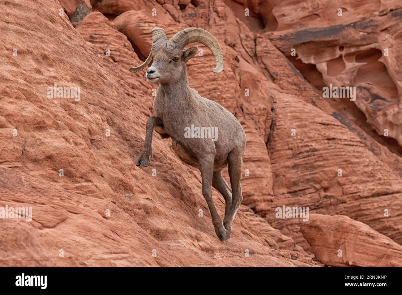 ; Desert Bighorn Sheep; Nevada Stock Photo - Alamy