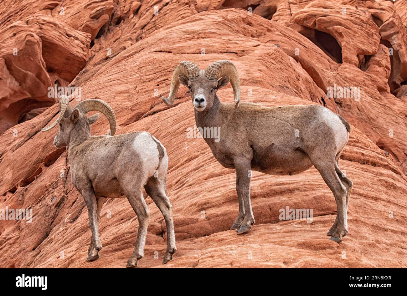 ; Desert Bighorn Sheep; Nevada Stock Photo - Alamy