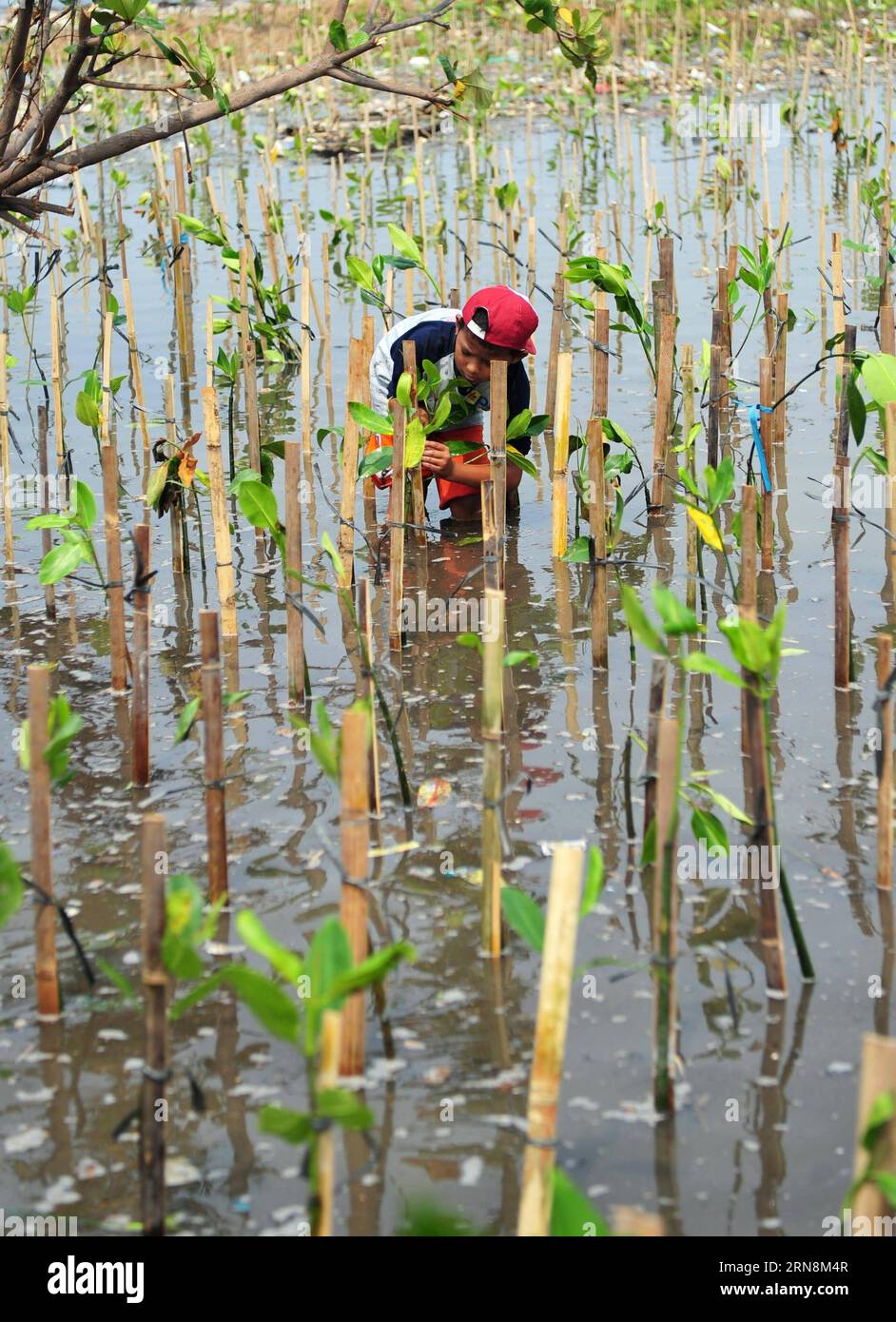Child planting mangrove hi-res stock photography and images - Alamy