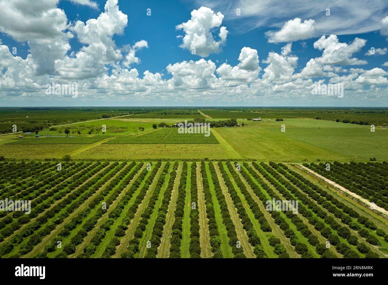 Citrus trees aerial view hi-res stock photography and images - Alamy