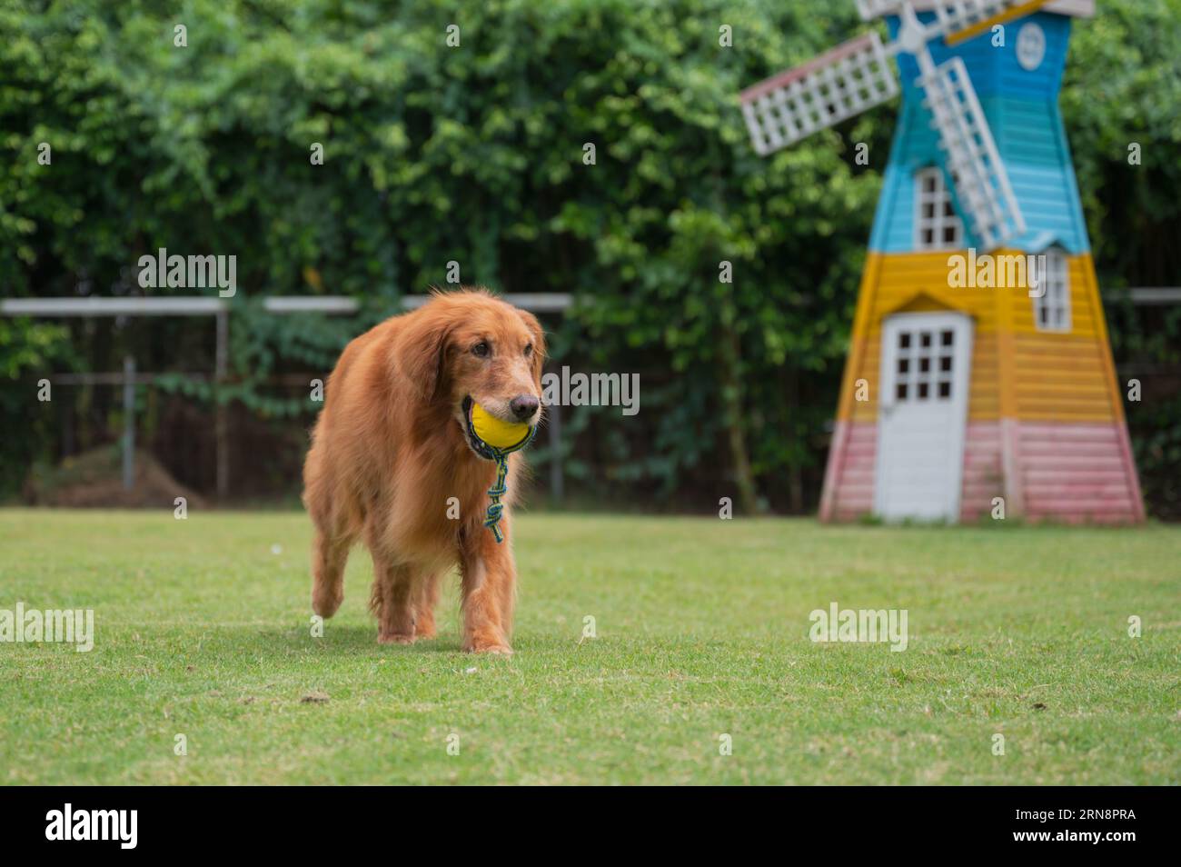 Dog playing in grassy field hi-res stock photography and images - Alamy