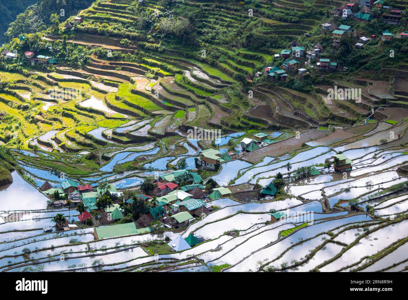 Rice and water on terraces, world heritage Ifugao rice terraces in ...