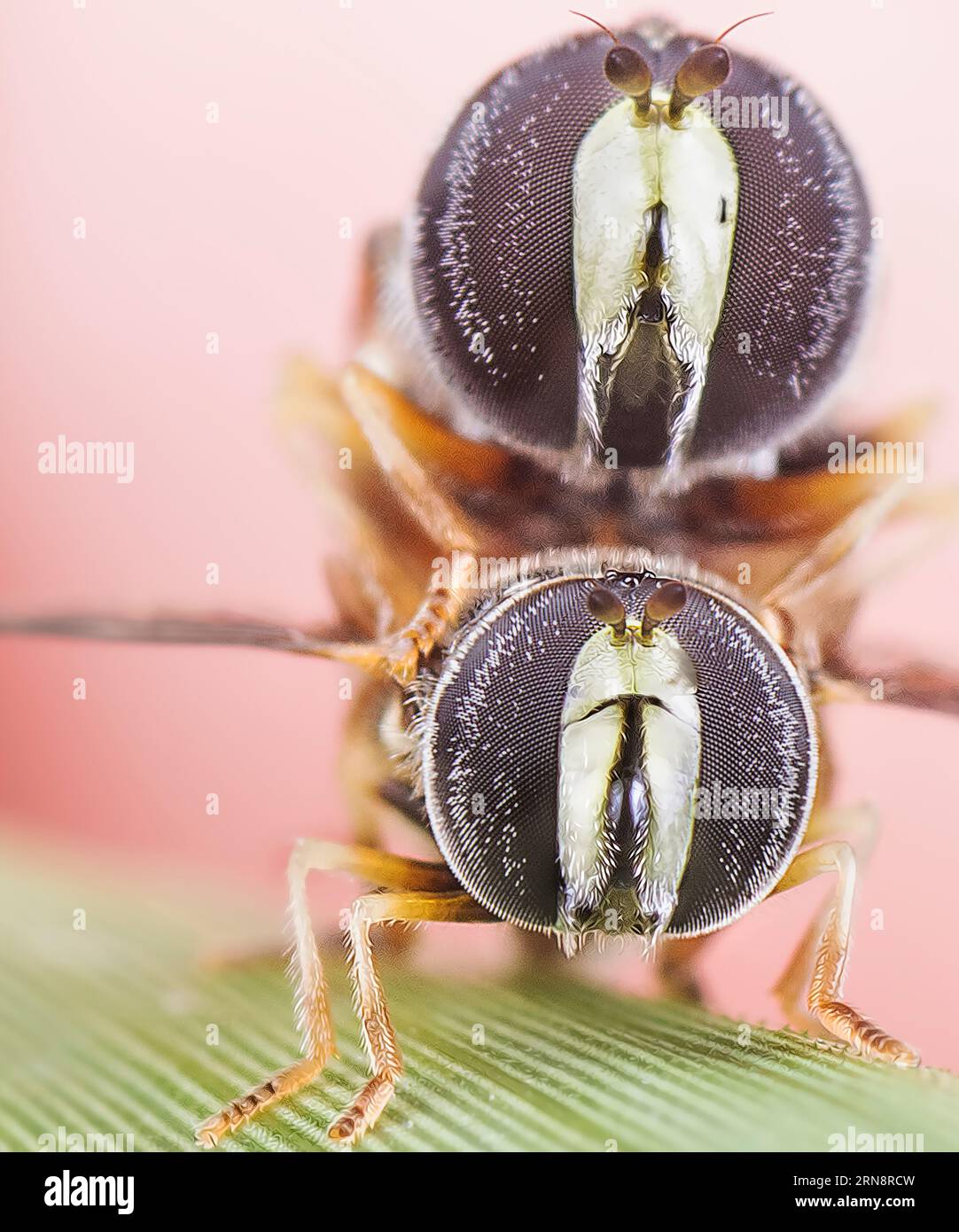 Pipunculidae hi-res stock photography and images - Alamy