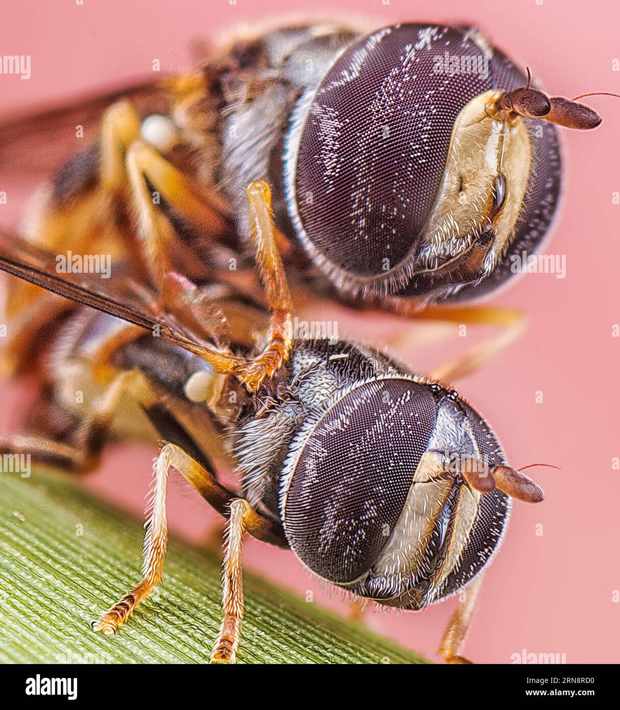 Fly brachycera diptera head fly hi-res stock photography and images - Alamy