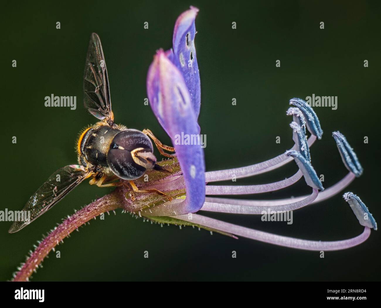 close up shot of the big head Pipunculidae fly Stock Photo - Alamy