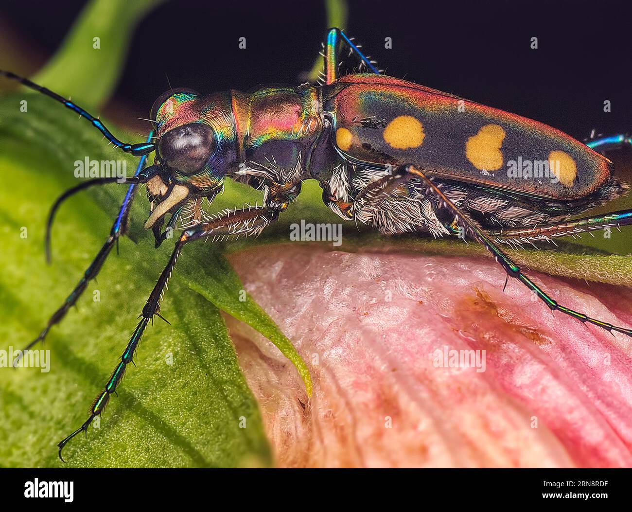 Green tiger beetle eyes hi-res stock photography and images - Alamy