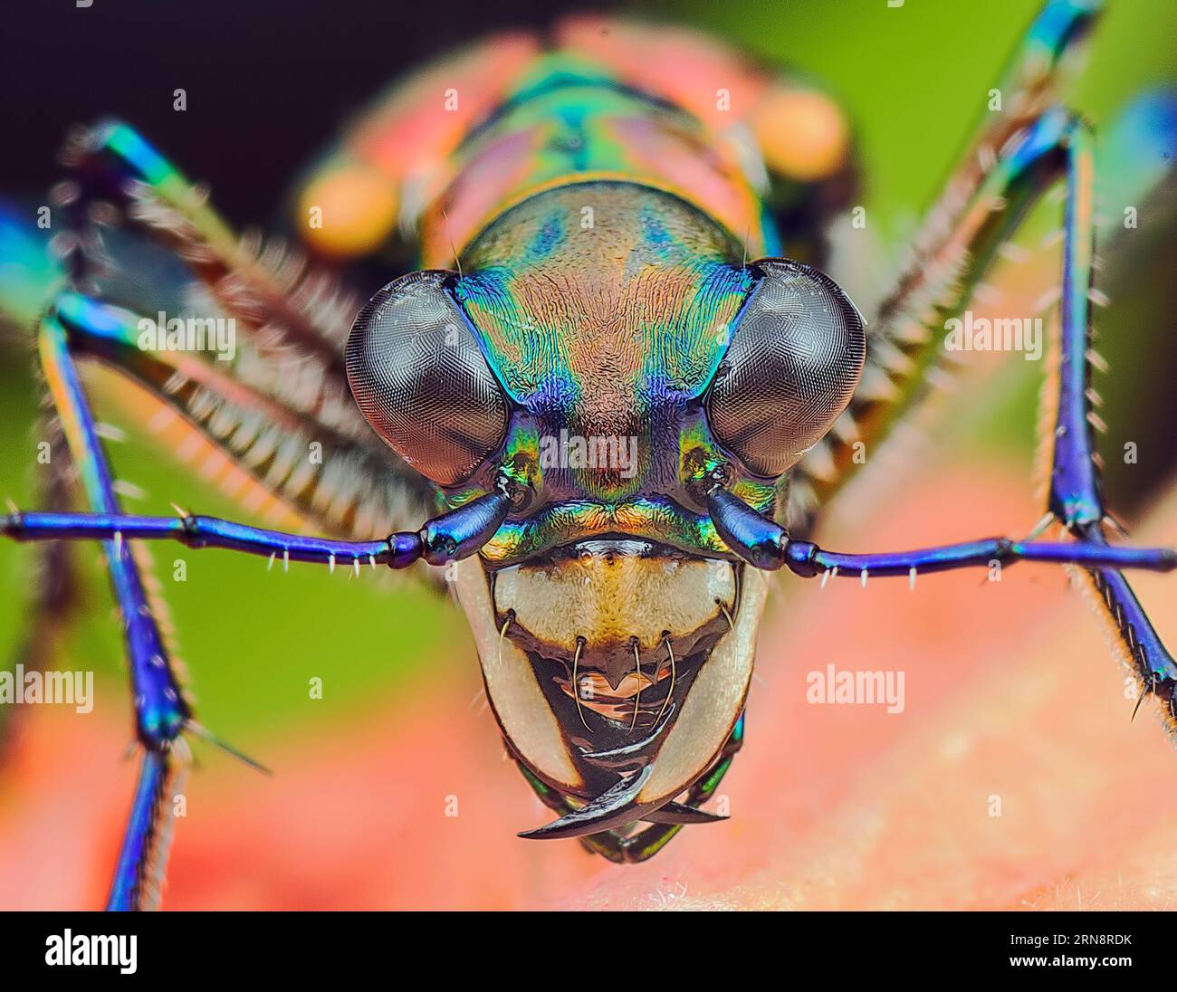 Tiger beetle cicindelidae hi-res stock photography and images - Alamy