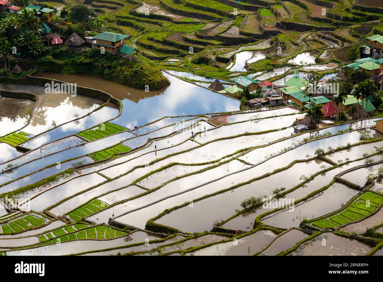 Batad Rice terraces, Banaue, Ifugao, Philippines. Close up image with ...