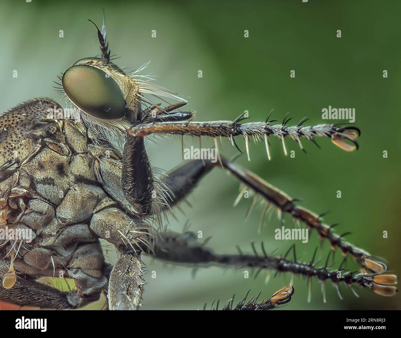 Mating robberfly hi-res stock photography and images - Alamy