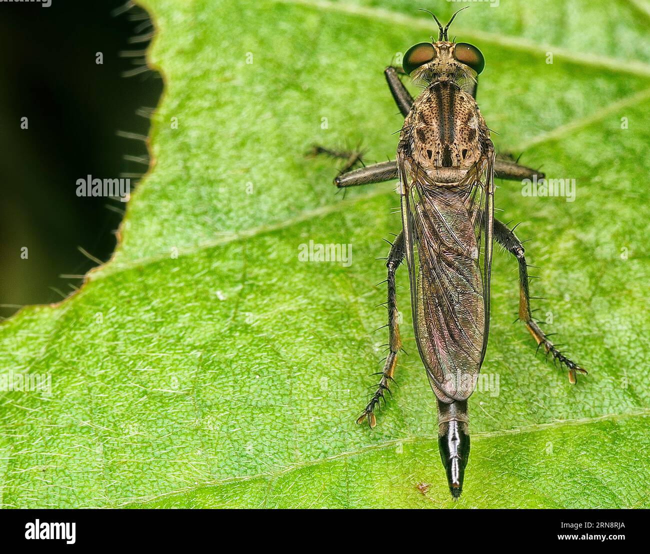 Mating robberfly hi-res stock photography and images - Alamy