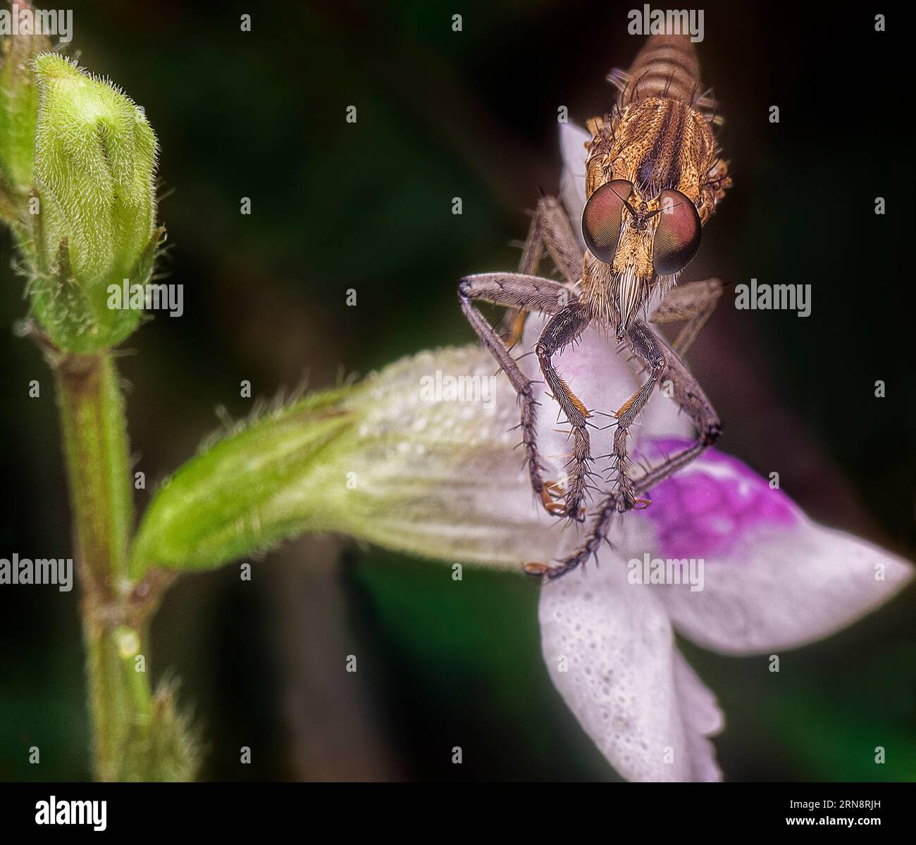 Mating robberfly hi-res stock photography and images - Alamy