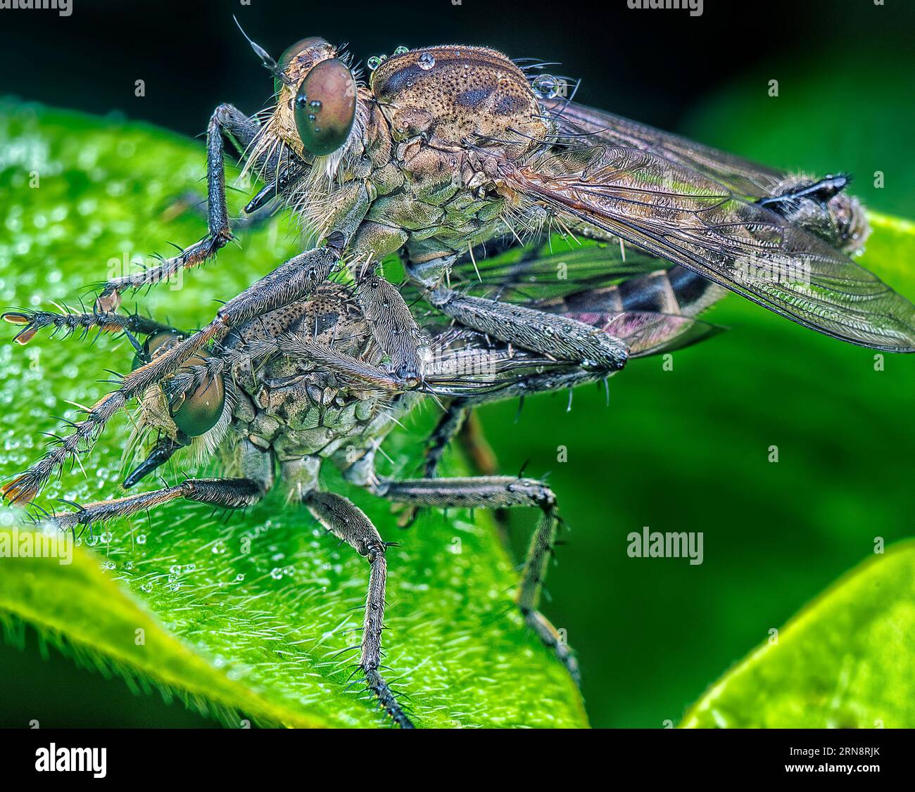 Mating robberfly hi-res stock photography and images - Alamy