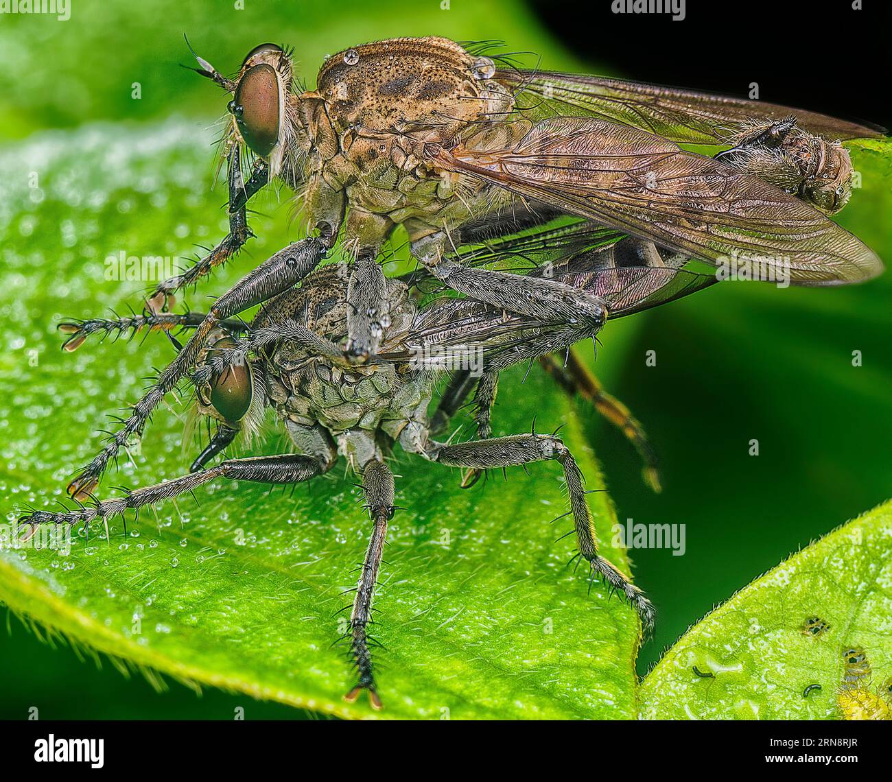 Mating robberfly hi-res stock photography and images - Alamy
