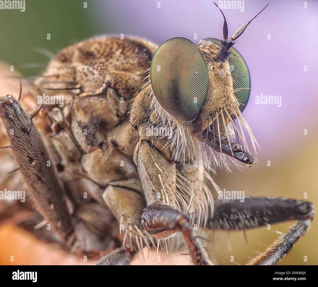Mating robberfly hi-res stock photography and images - Alamy