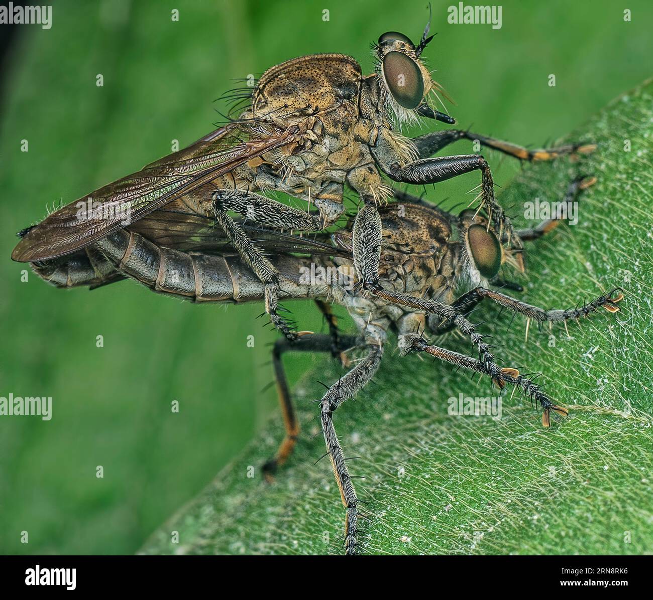 Mating robberfly hi-res stock photography and images - Alamy