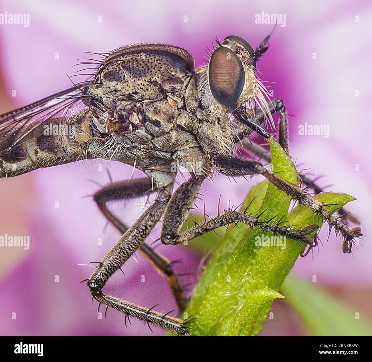 Mating robberfly hi-res stock photography and images - Alamy