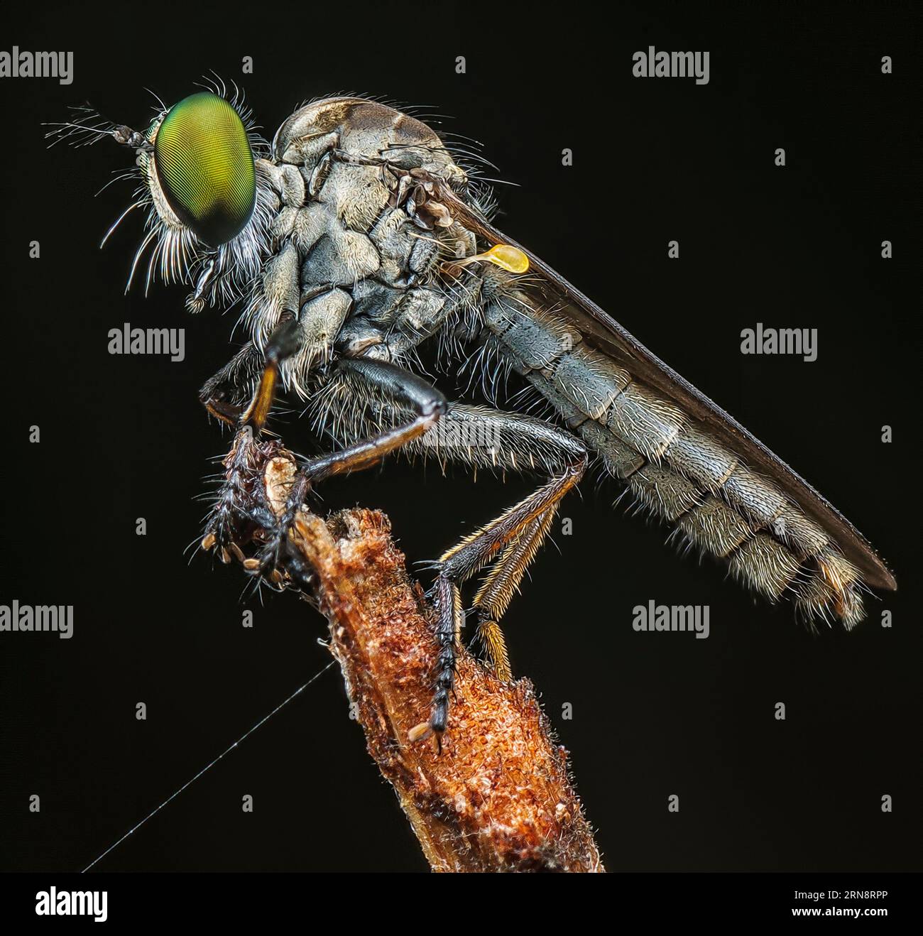 Mating robberfly hi-res stock photography and images - Alamy
