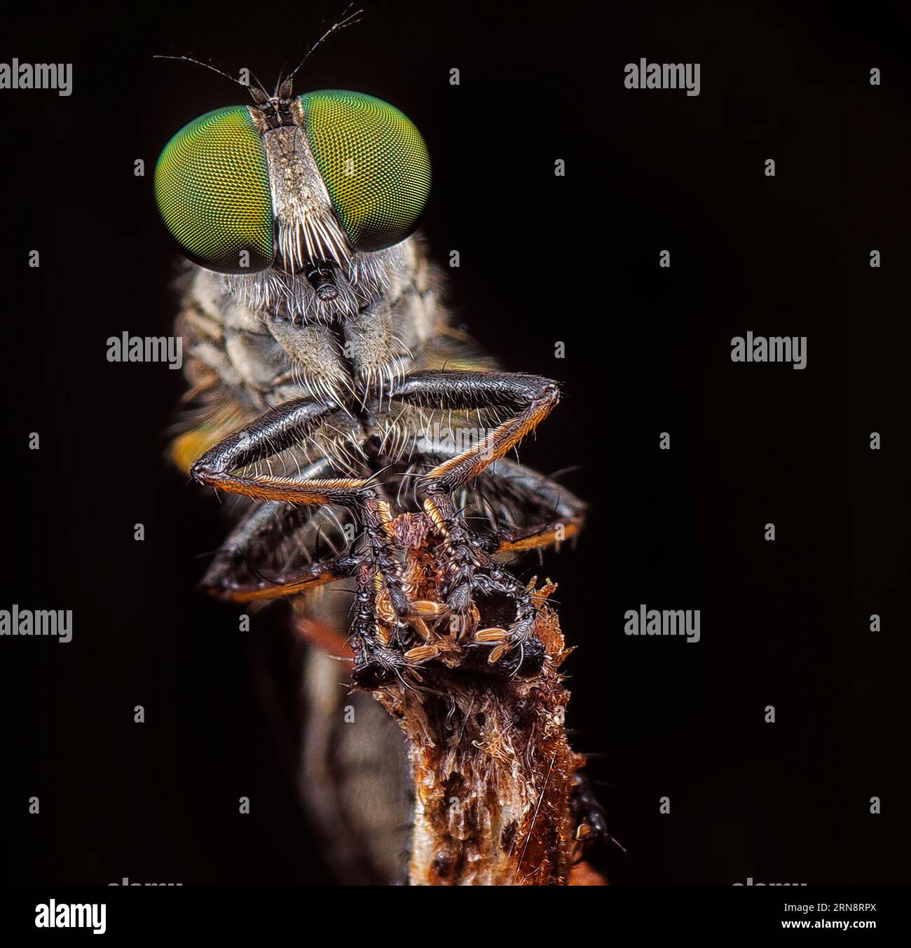 Mating robberfly hi-res stock photography and images - Alamy