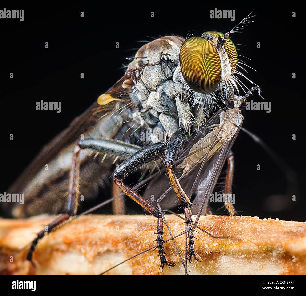 Mating robberfly hi-res stock photography and images - Alamy