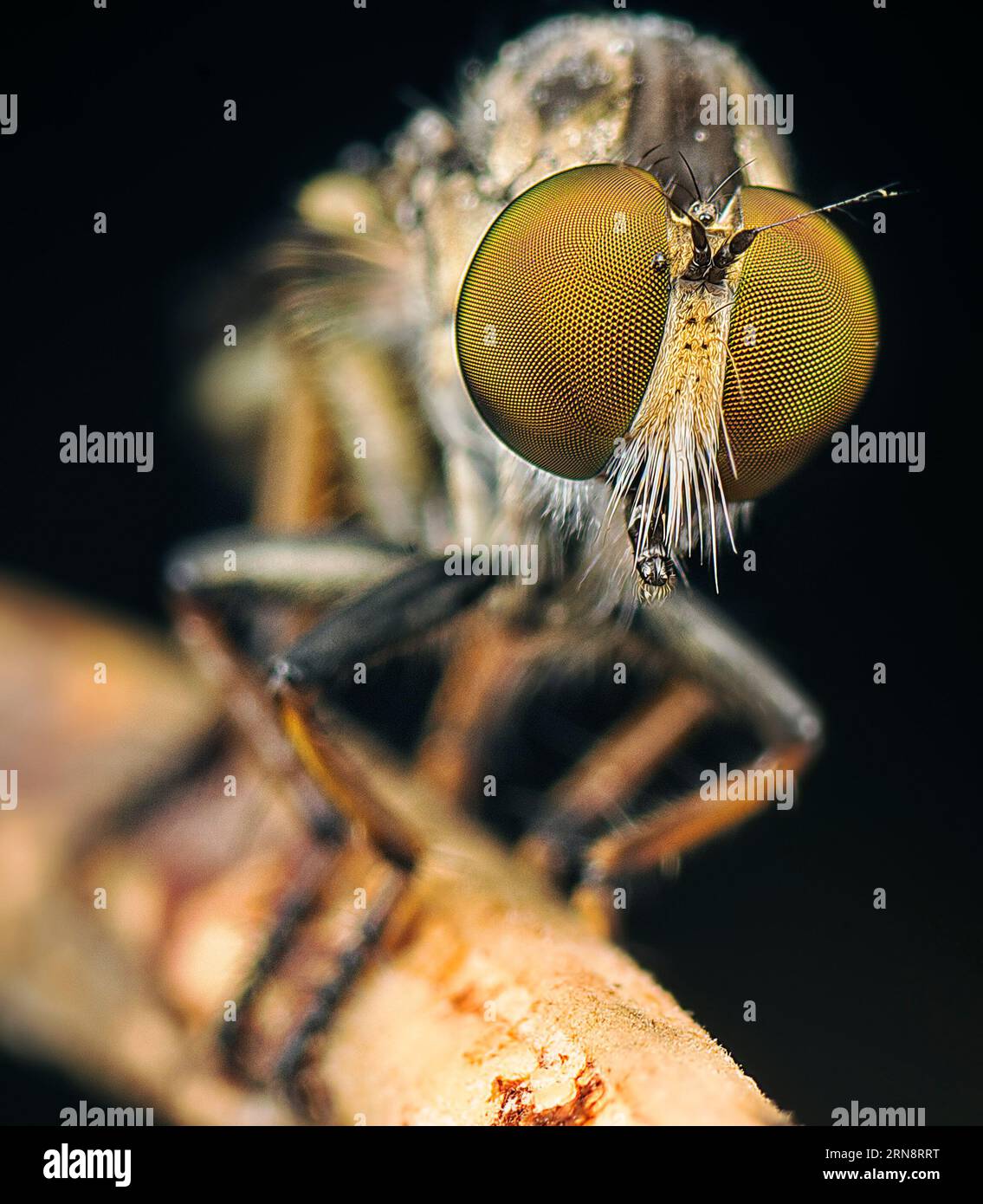 Mating robberfly hi-res stock photography and images - Alamy