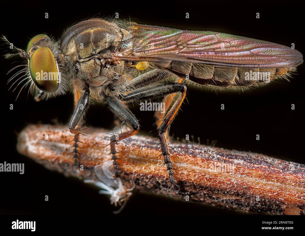 Mating robberfly hi-res stock photography and images - Alamy
