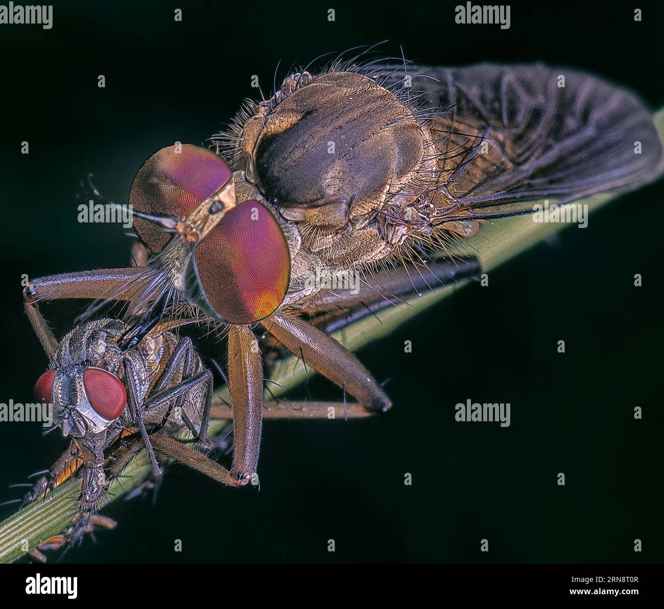 Mating robberfly hi-res stock photography and images - Alamy
