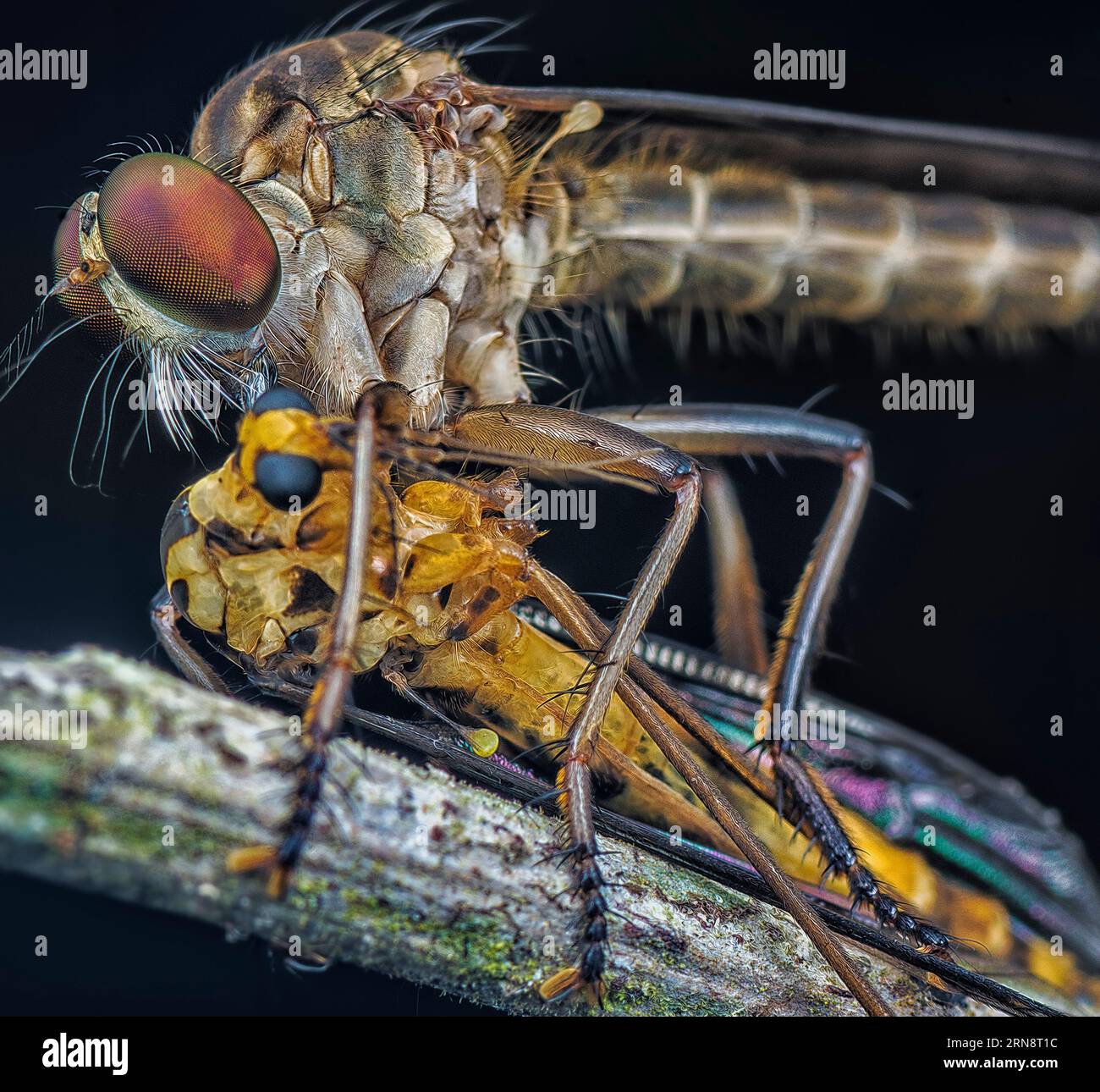 Mating robberfly hi-res stock photography and images - Alamy