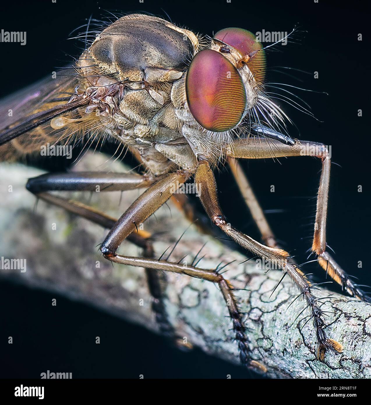 Mating robberfly hi-res stock photography and images - Alamy