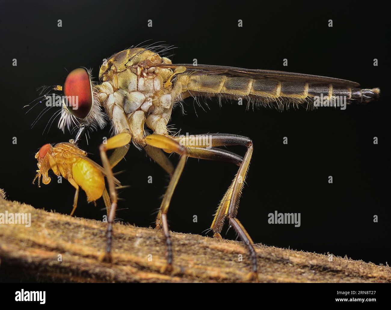 Mating robberfly hi-res stock photography and images - Alamy