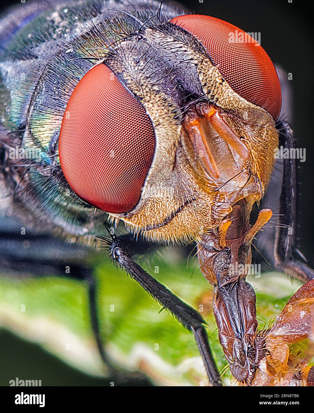 Common housefly head hi-res stock photography and images - Alamy
