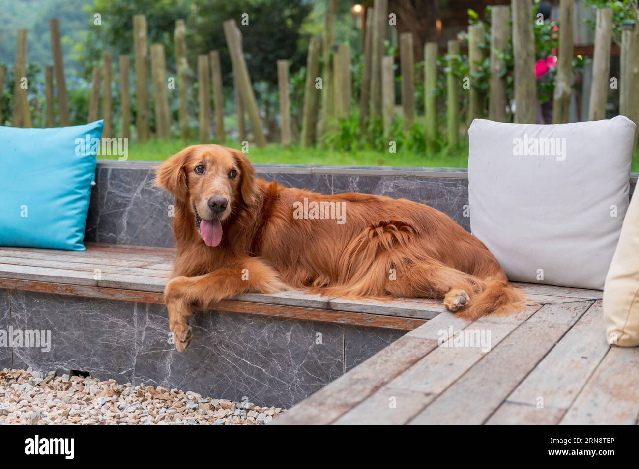 Dog lying on garden bench hi-res stock photography and images - Alamy