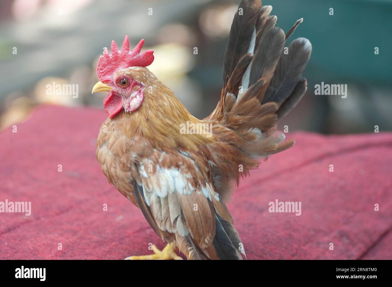 close up shot of the asian pygmy chicken Stock Photo - Alamy
