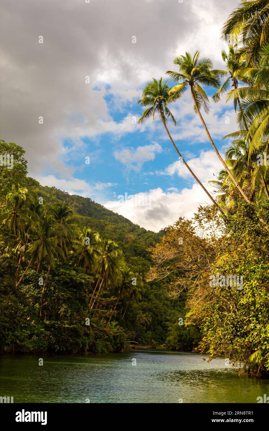Large tropical river with palm trees on both shores Stock Photo - Alamy
