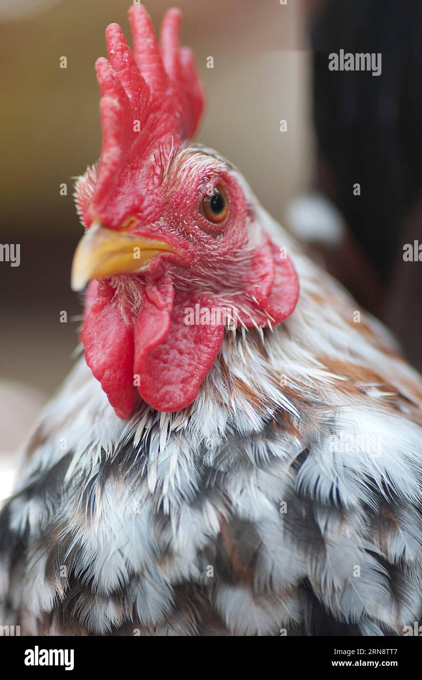close up shot of the asian pygmy chicken Stock Photo - Alamy