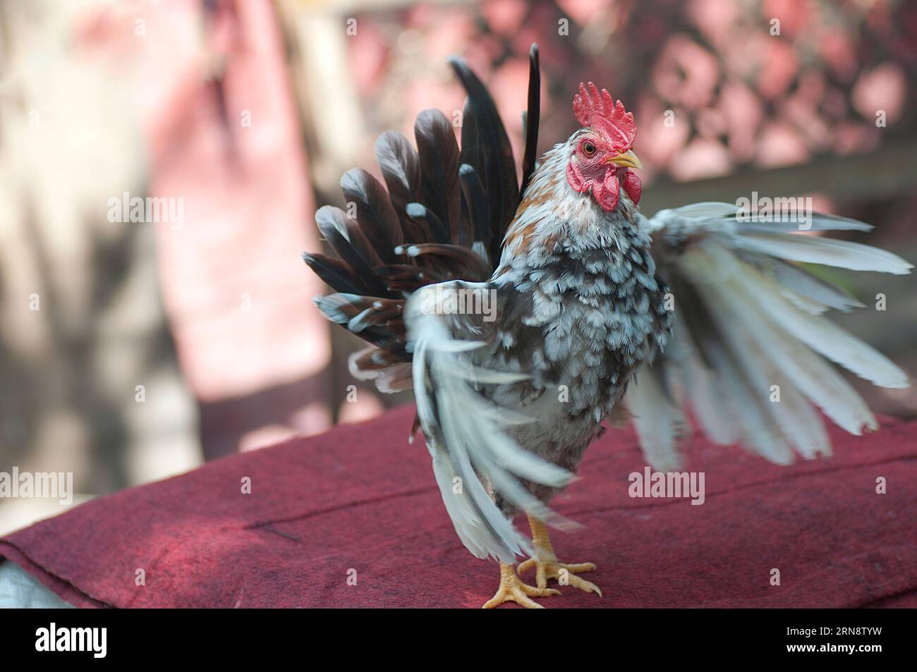 close up shot of the asian pygmy chicken Stock Photo - Alamy