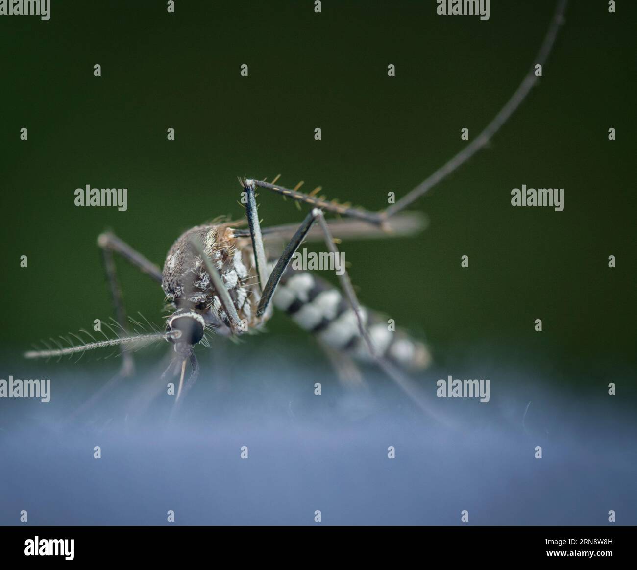 Itch skin parasitic insect hi-res stock photography and images - Alamy