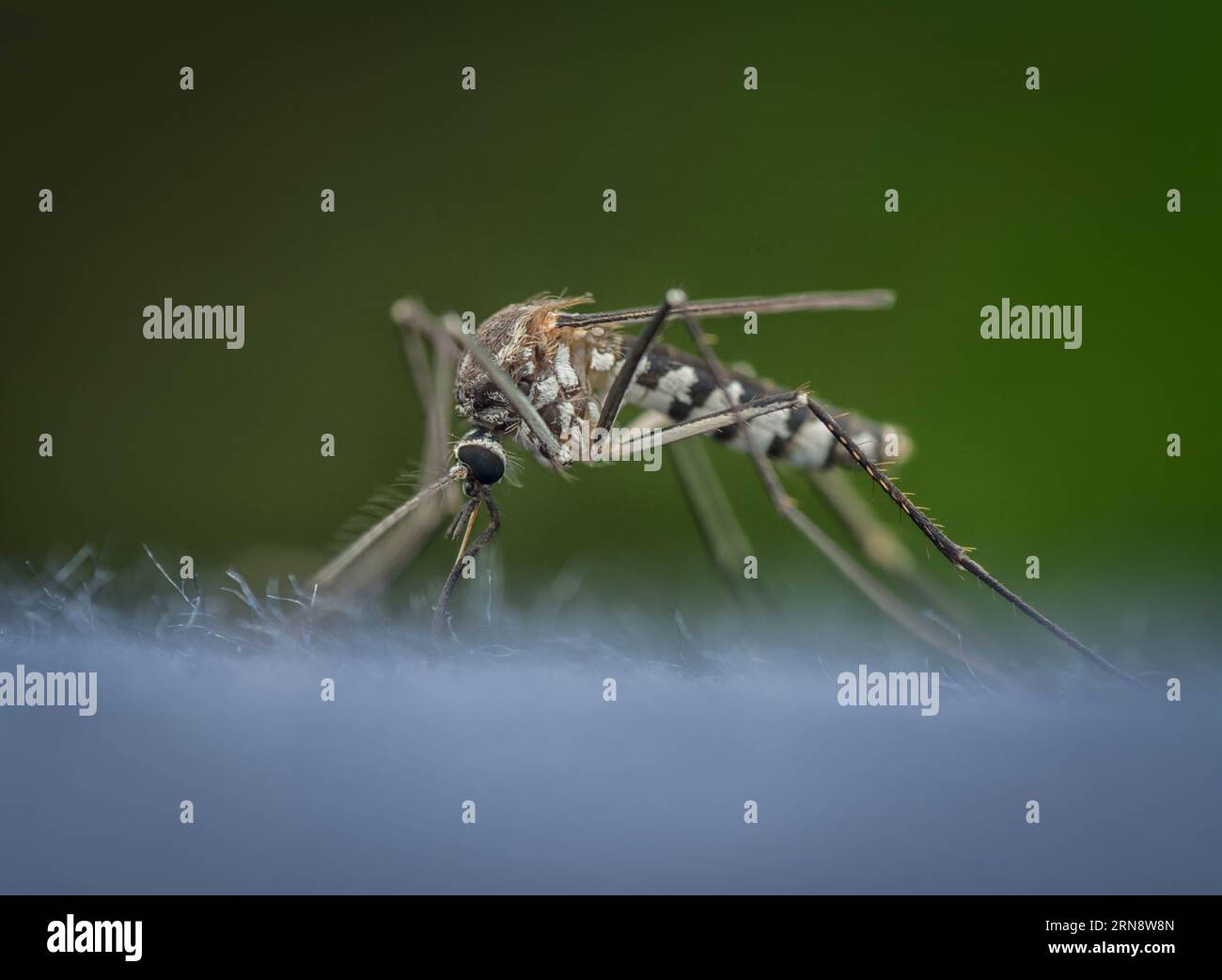 Itch skin parasitic insect hi-res stock photography and images - Alamy