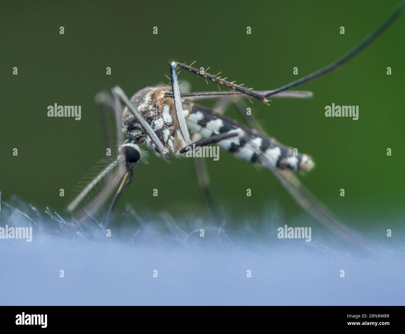 Itch skin parasitic insect hi-res stock photography and images - Alamy