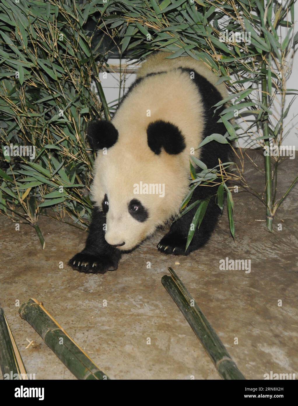 (151108) -- CHENGDU, - Photo taken on Nov. 7, 2015 shows the two-year ...