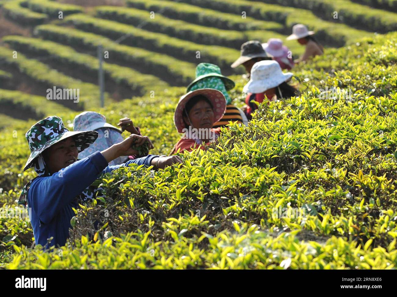 Dai people tea hi-res stock photography and images - Alamy