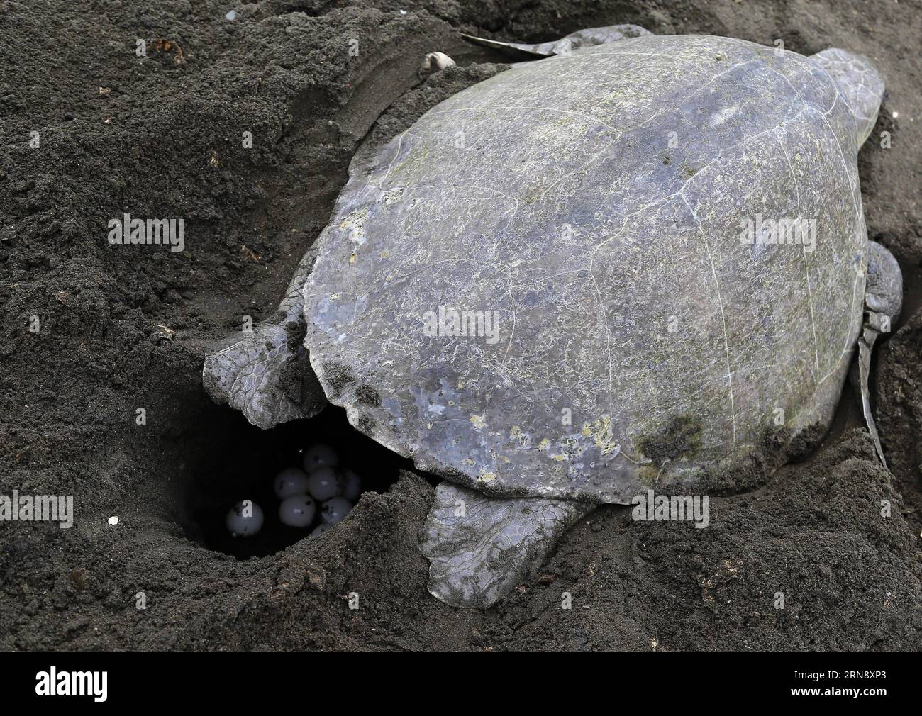 Image taken on Nov. 7, 2015 shows a Lora sea turtle laying their eggs ...