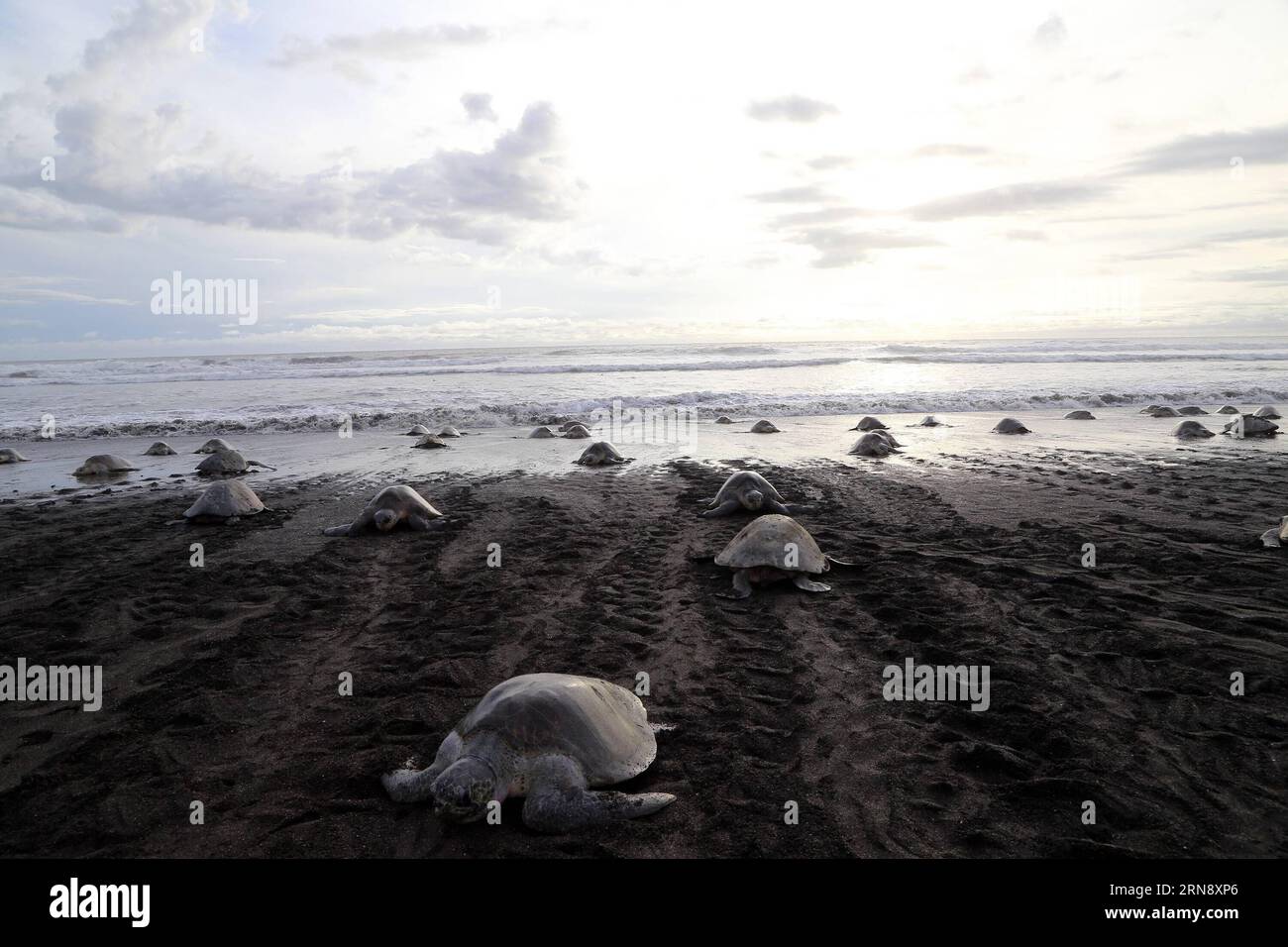 Image taken on Nov. 7, 2015 shows Lora sea turtles leaving the sea to ...